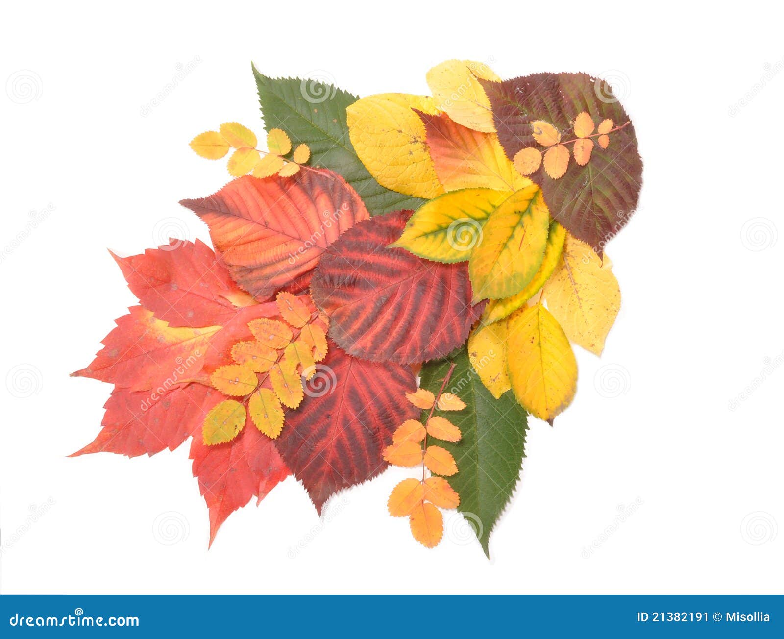 Composition from leaves stock image. Image of color, fresh - 21382191