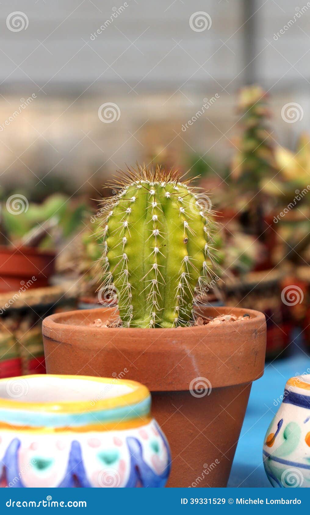 Composition with a Little Catcus Stock Image - Image of clear, bright ...