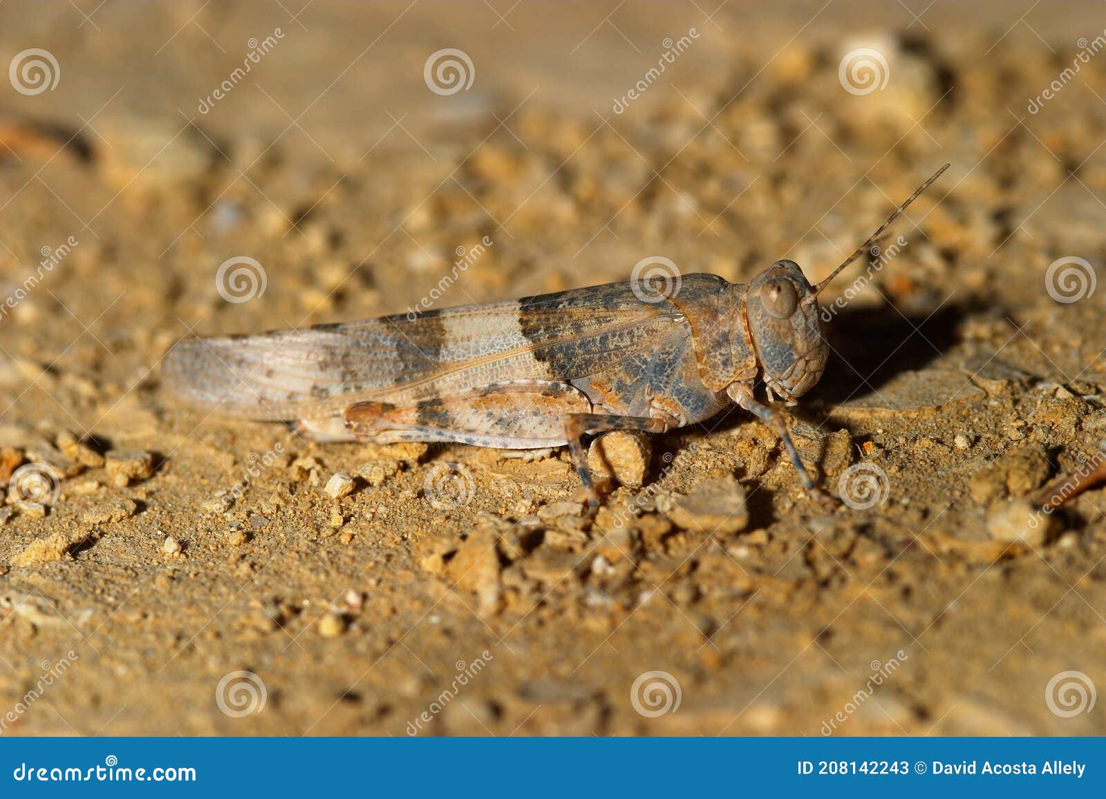 Grasshopper stock image. Image of jumping, close, insect - 208142243