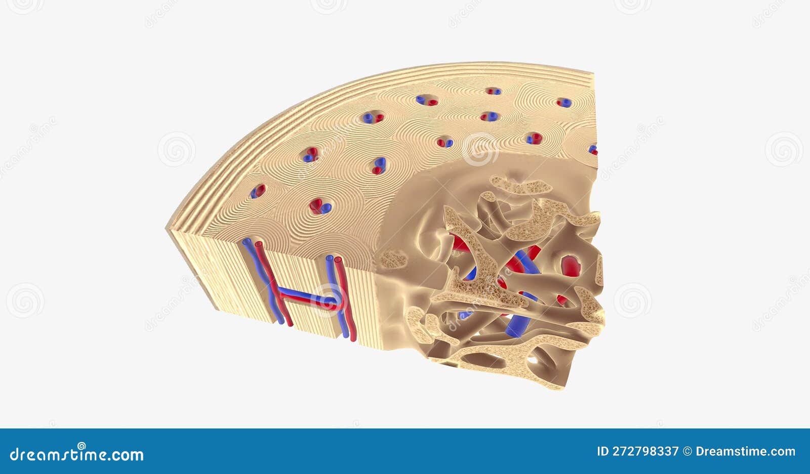 Picture Of Histology Human Tissue With Microscope From Laboratory (not ...