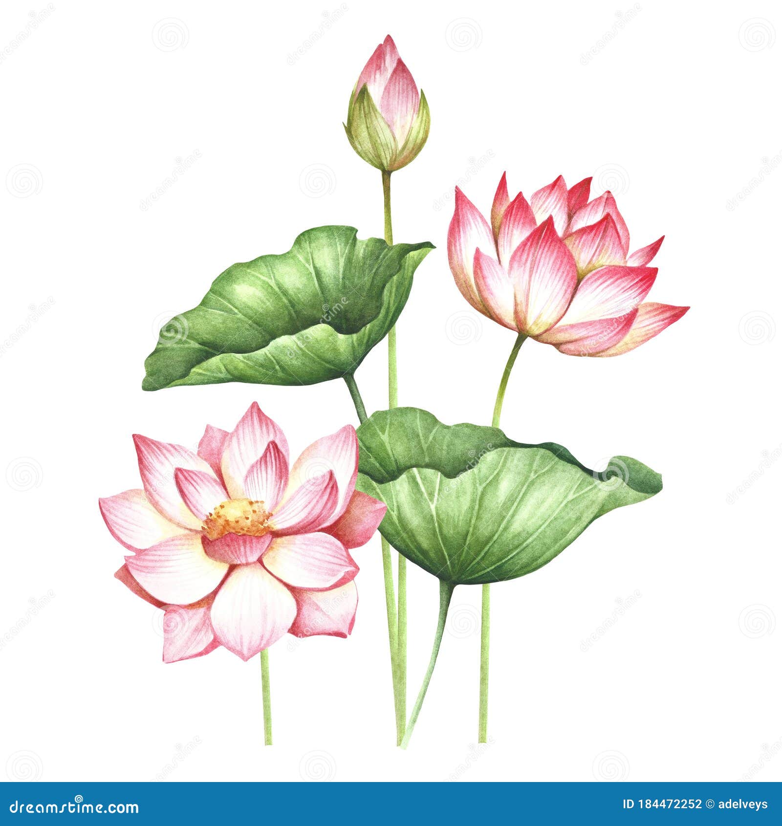 Composition with Lotus. Hand Draw Watercolor Illustration. Stock Photo ...