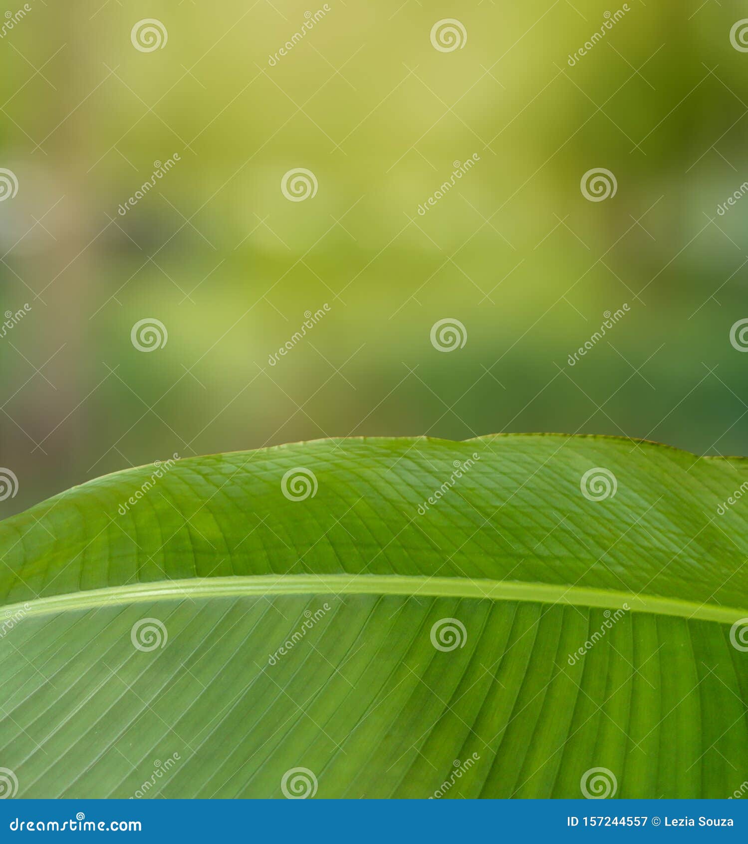 Empty Leaf With Blurred Background For Product Display Montage. Stock ...