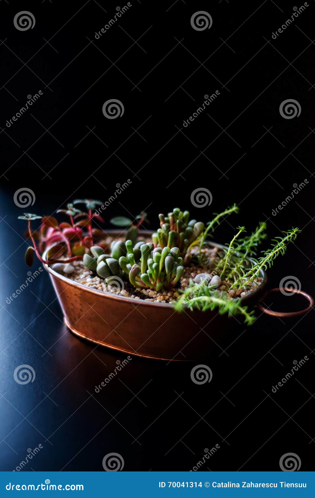 Composition Made in a Copper Pot with Succulent Plants Stock Photo ...