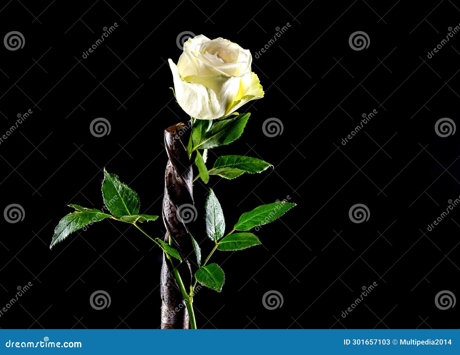 Composition with Old Rusty Drill Bit and White Rose Stock Image - Image ...