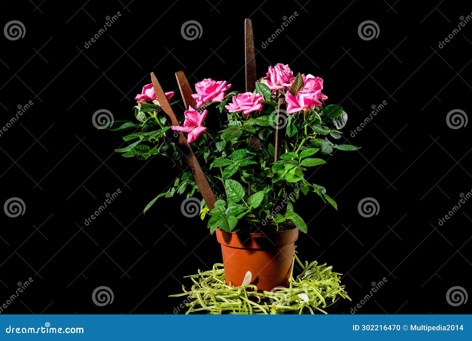Composition with Old Rusty Work File and Pink Roses Stock Photo - Image ...