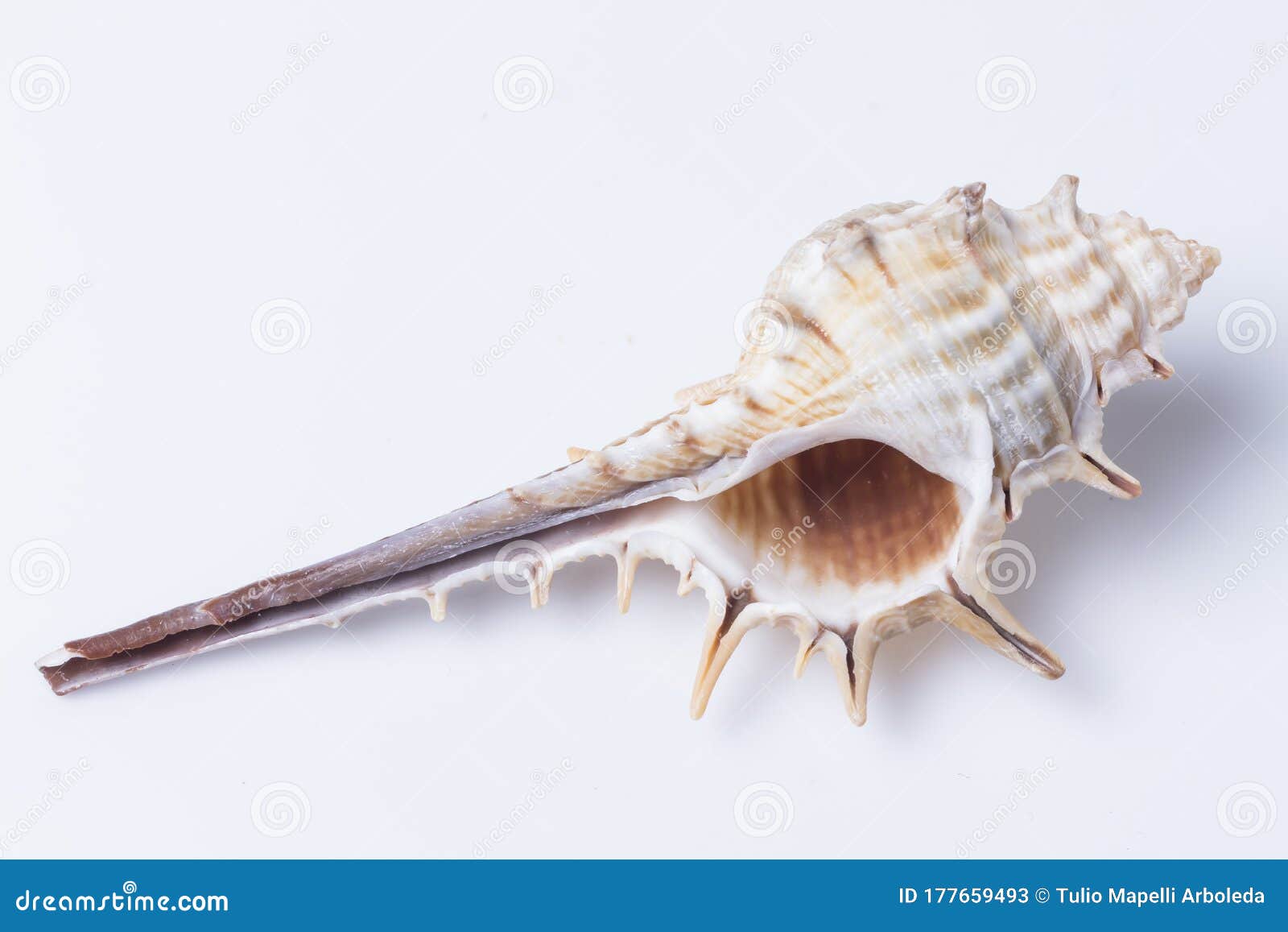 Still Life of Seashells. Detail of Seashells. Stock Image - Image of ...