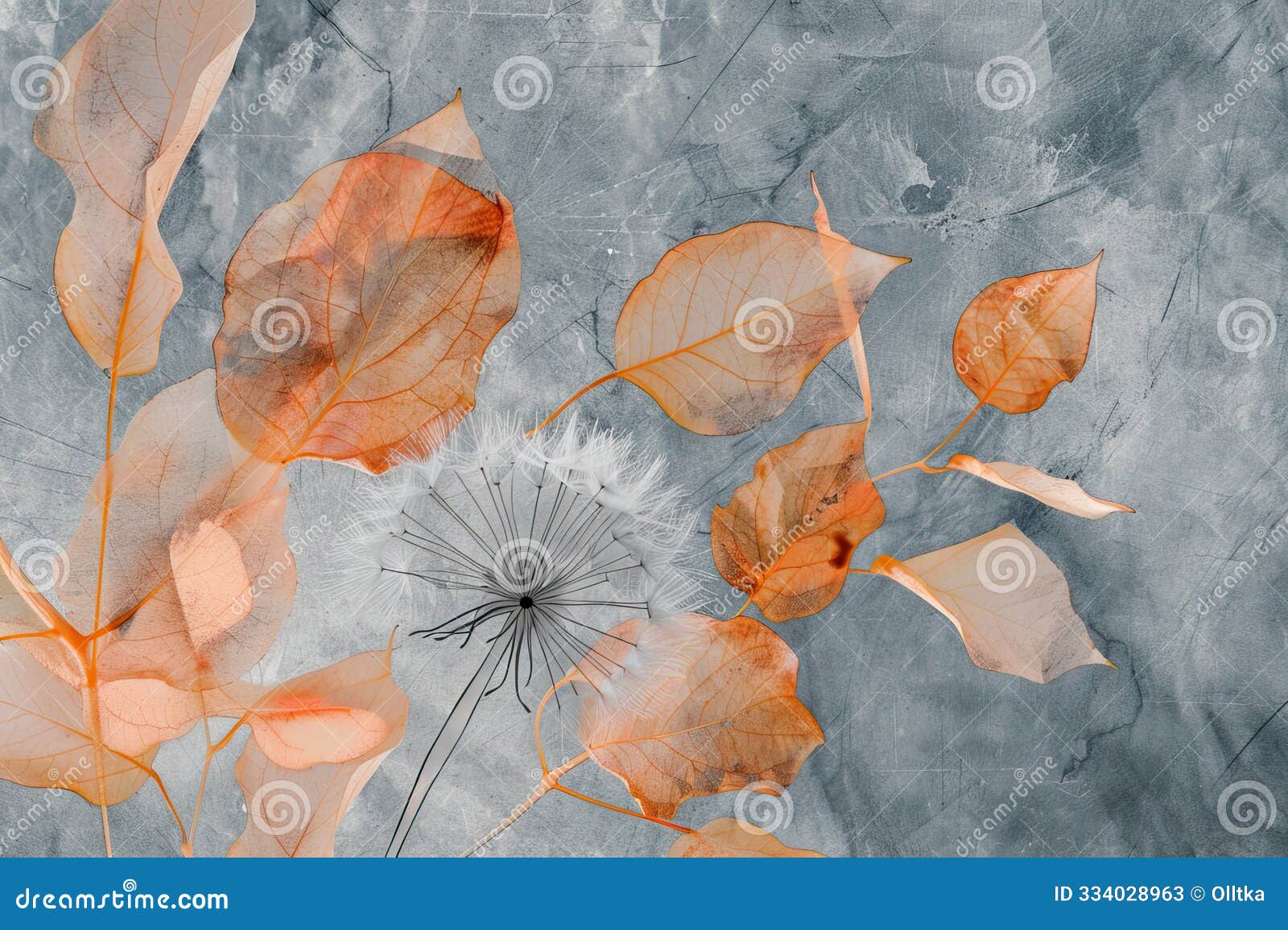 Translucent Leaves Of Common Sorrel Plants Stock Photo | CartoonDealer ...