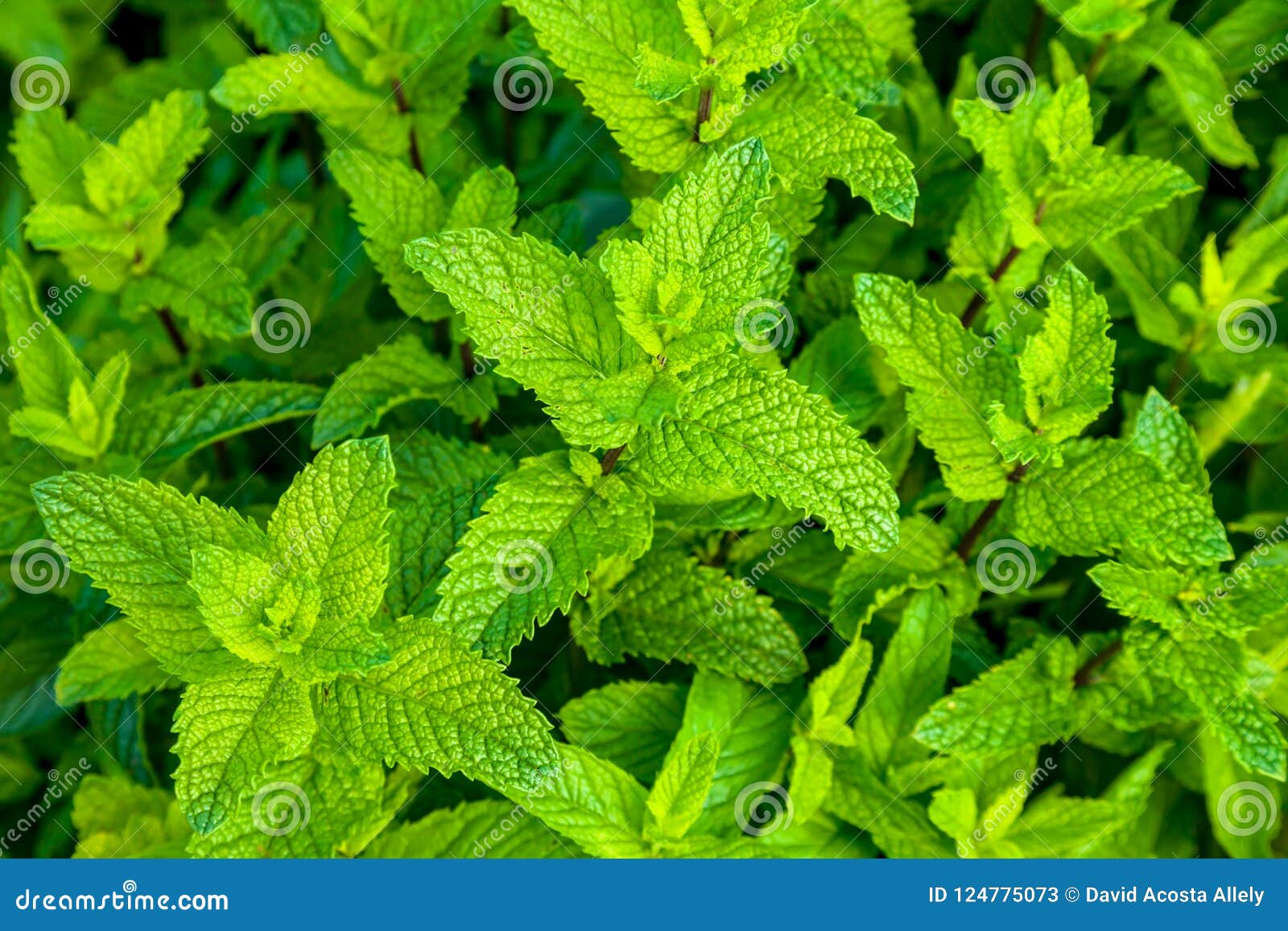 Composition of Peppermint Plant Stock Image - Image of smell, aromatic ...