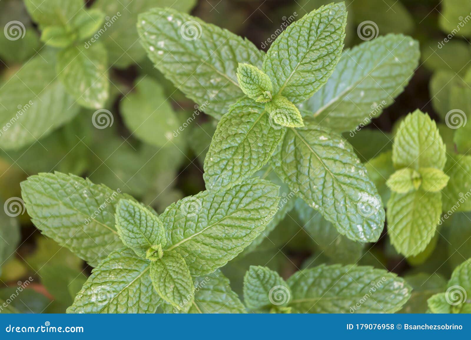 Peppermint Plants Stock Photos - Download 1,996 Royalty Free Photos