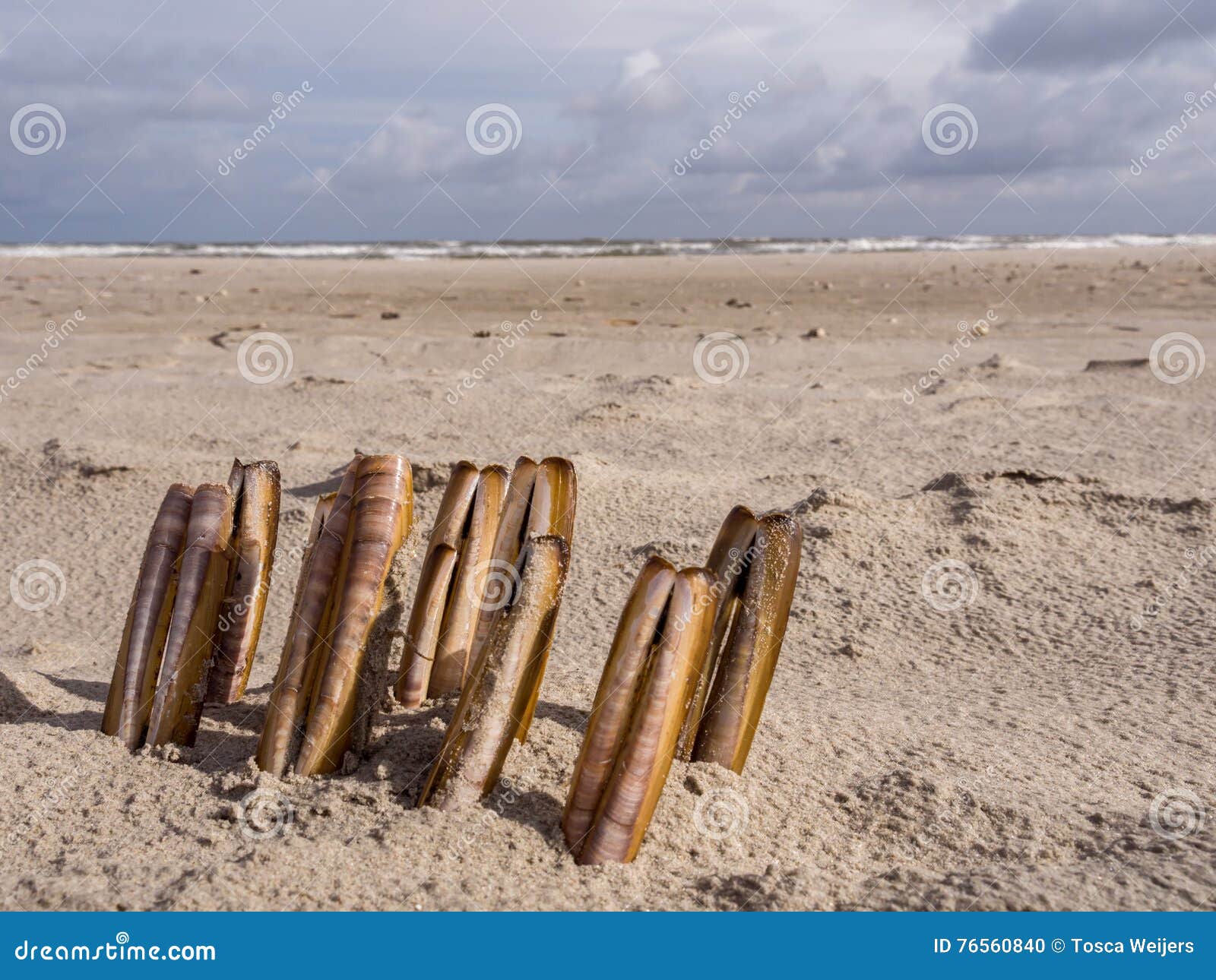 Composition of Razor Clams on Beach Stock Photo - Image of razor, coast ...