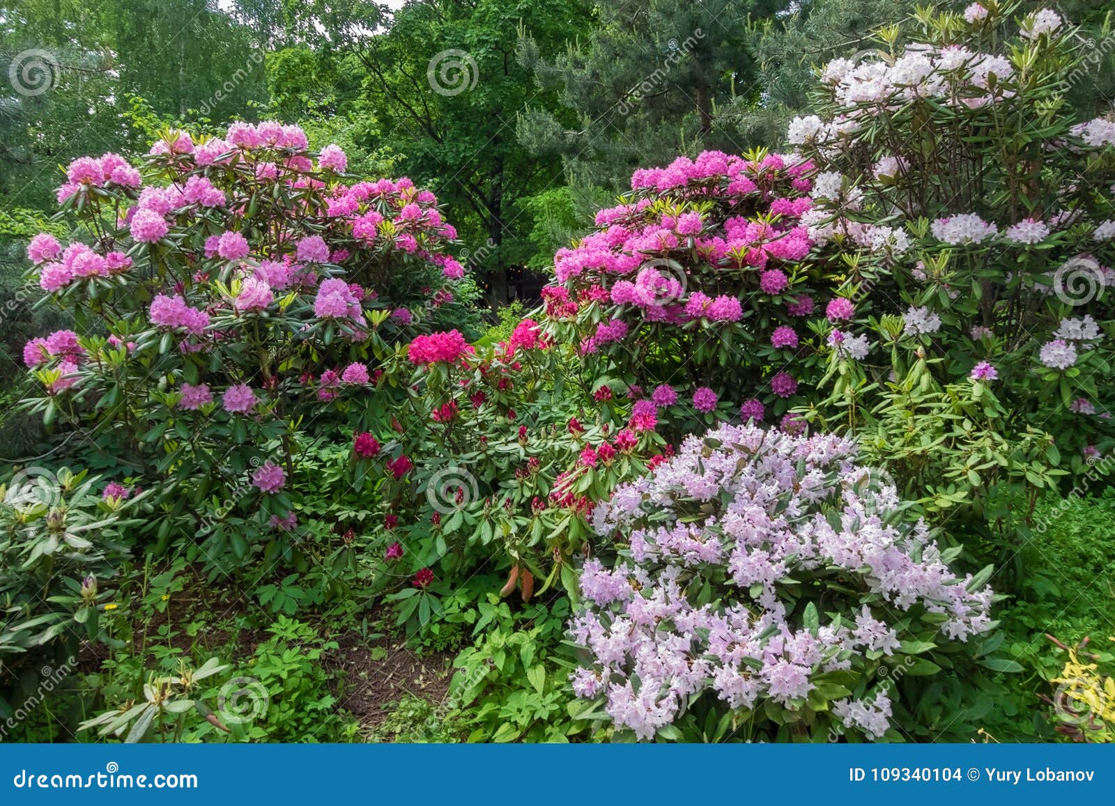 Composition of Rhododendron of Different Varieties and Colors. Stock ...