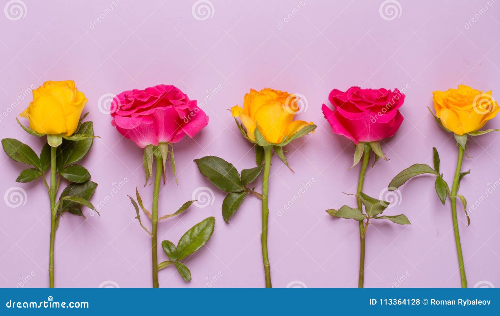 Composition of roses stock photo. Image of elegance - 113364128