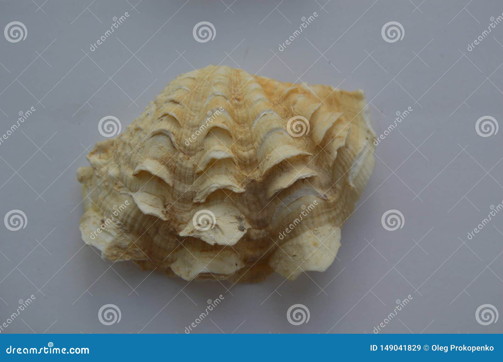 The Composition of Sea and Ocean Shells Close-up Stock Image - Image of ...