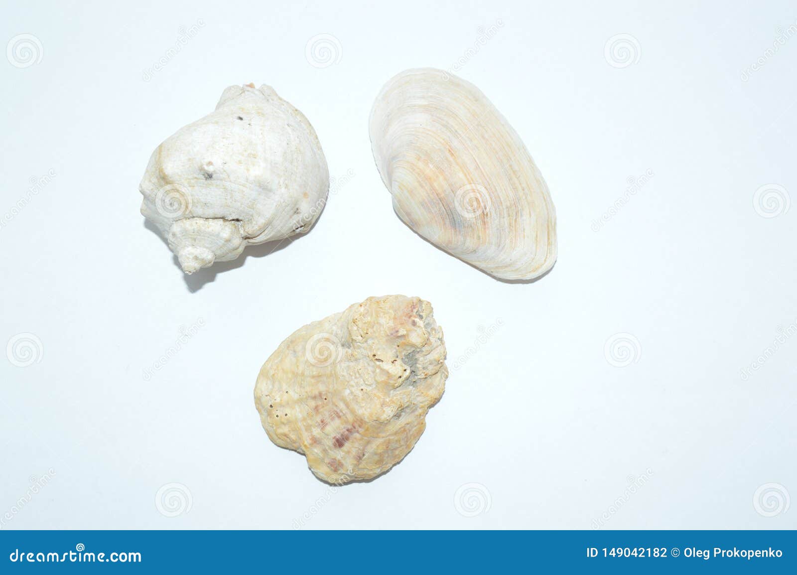 The Composition of Sea and Ocean Shells Close-up Stock Photo - Image of ...