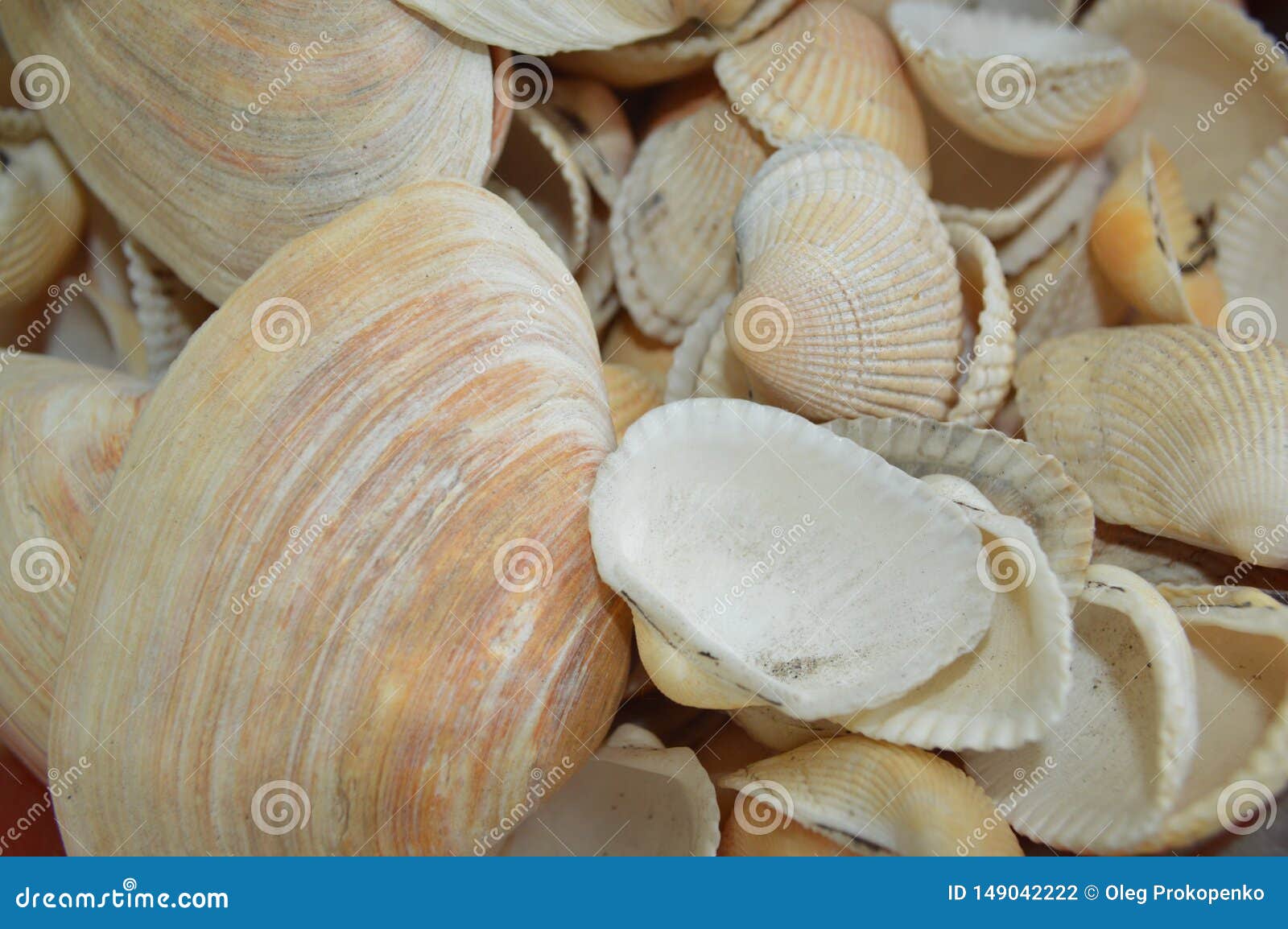 The Composition of Sea and Ocean Shells Close-up Stock Photo - Image of ...