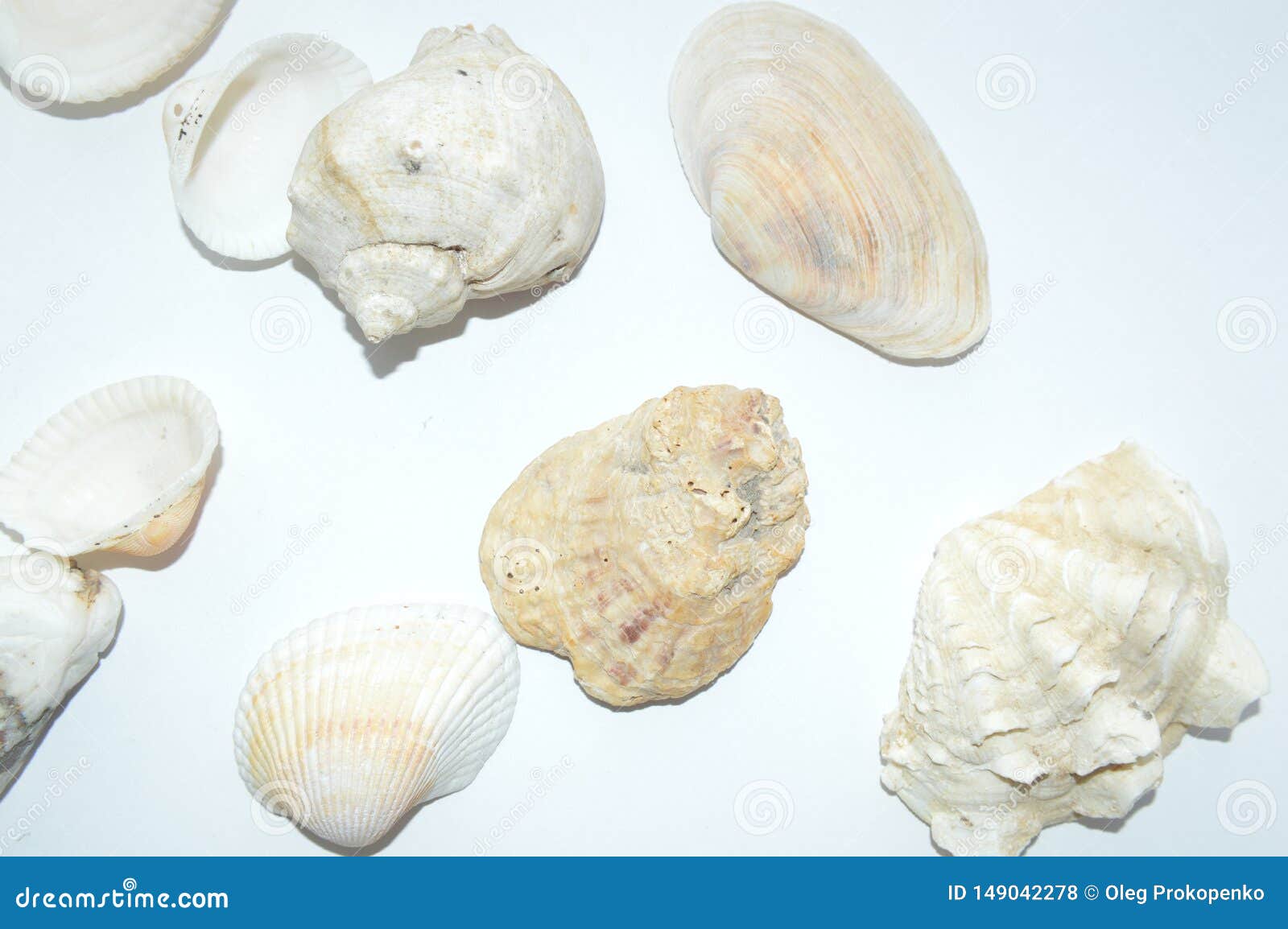 The Composition of Sea and Ocean Shells Close-up Stock Photo - Image of ...