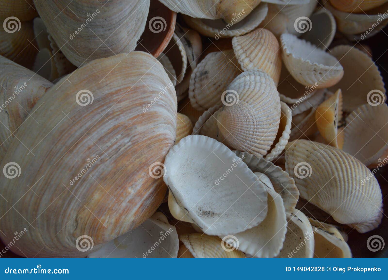 The Composition of Sea and Ocean Shells Close-up Stock Photo - Image of ...