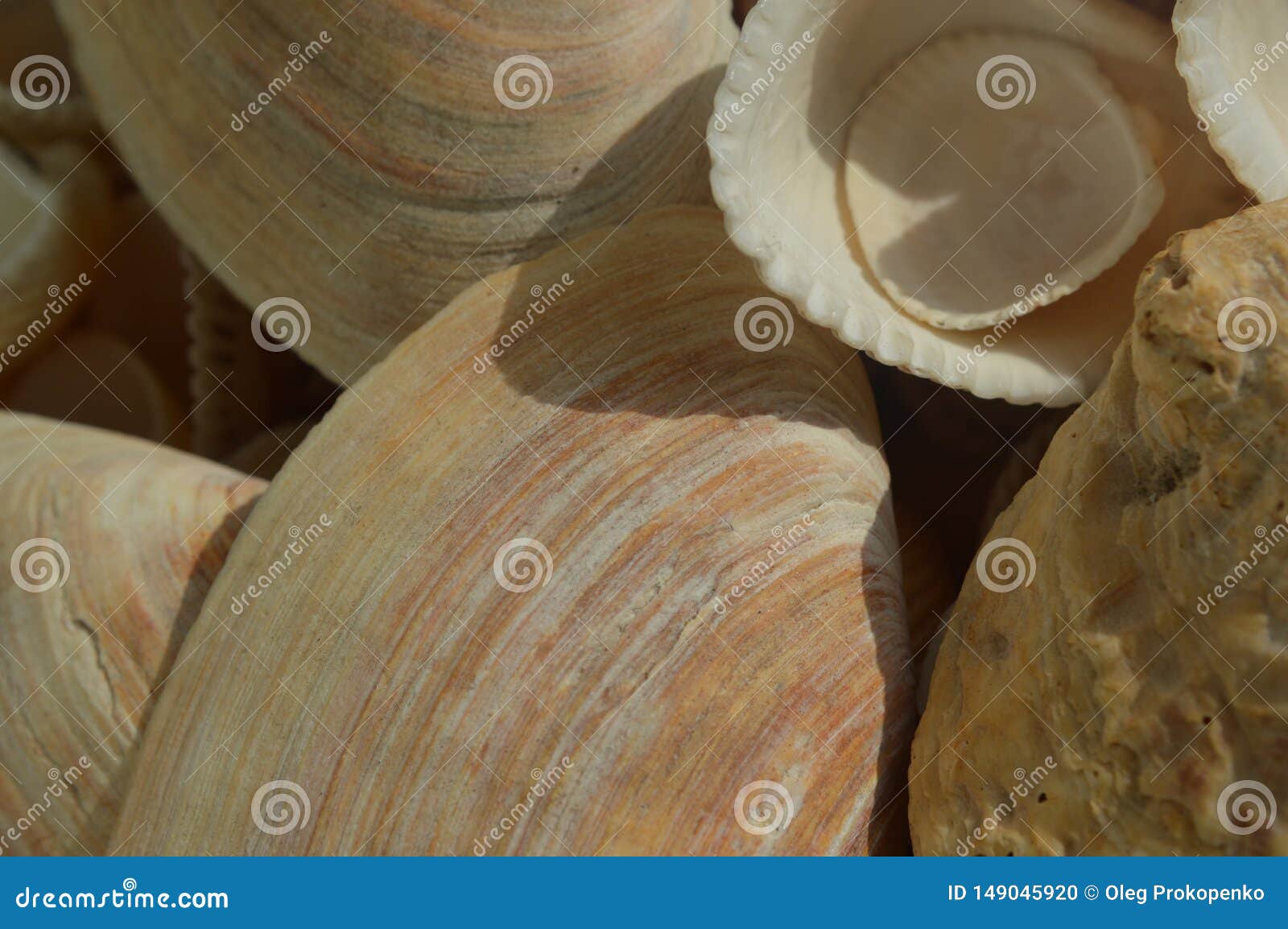 The Composition of Sea and Ocean Shells Close-up Stock Photo - Image of ...