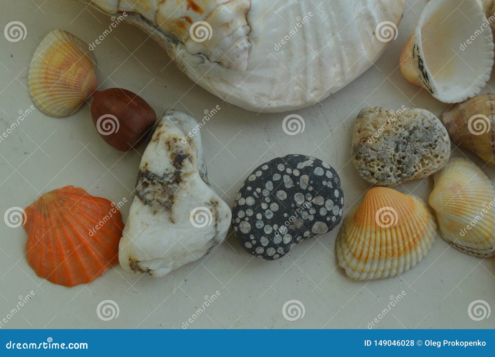 The Composition of Sea and Ocean Shells Close-up Stock Photo - Image of ...
