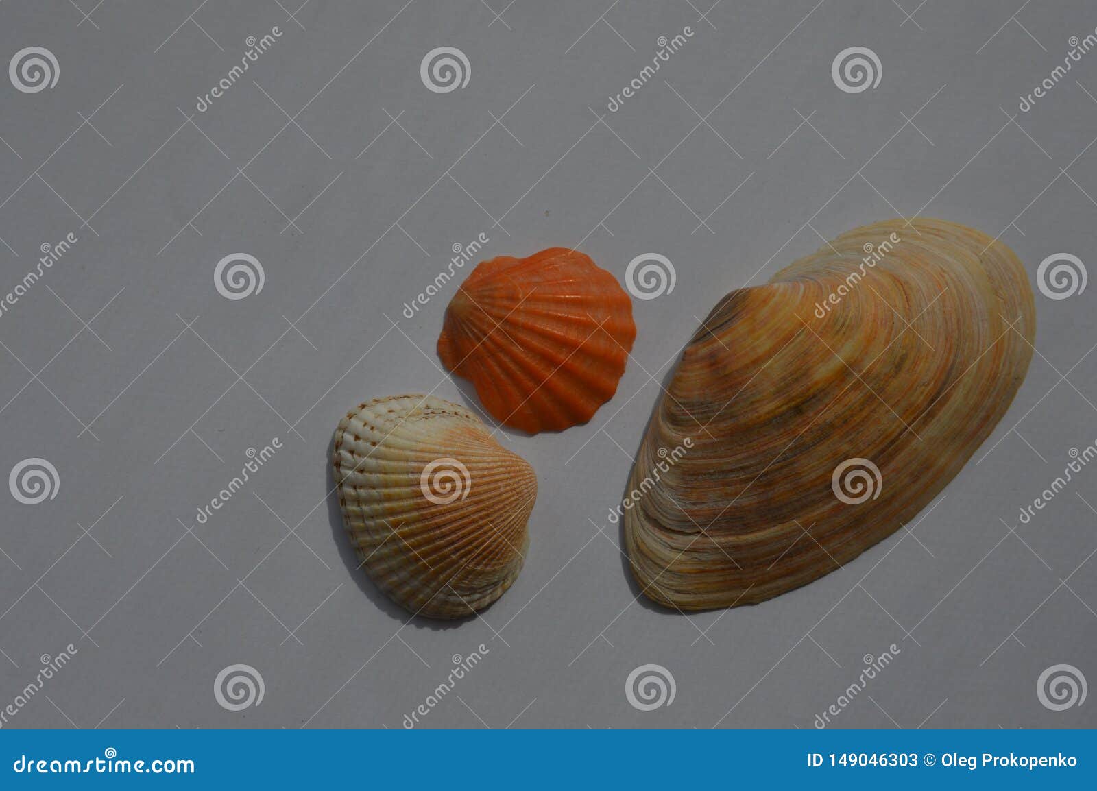 The Composition of Sea and Ocean Shells Close-up Stock Image - Image of ...