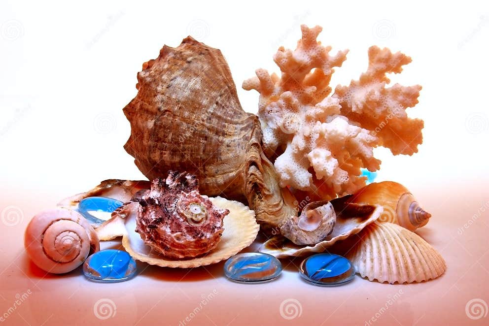 Composition of sea shells stock photo. Image of ocean - 12665112