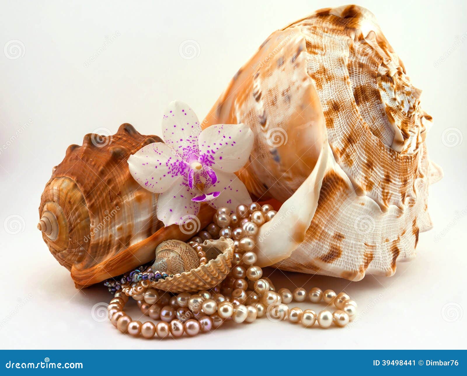 Composition of Sea Shells, Pearls and Orchid Flower Stock Image - Image ...