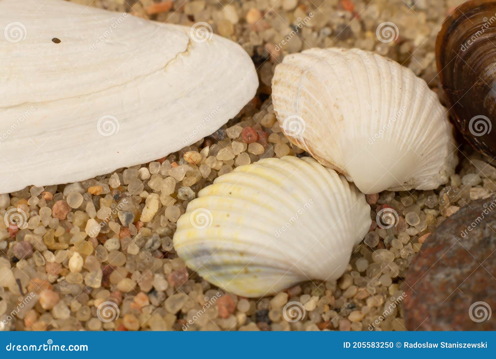 A Composition of Sea Shells and Pebbles on the Sand Stock Photo - Image ...