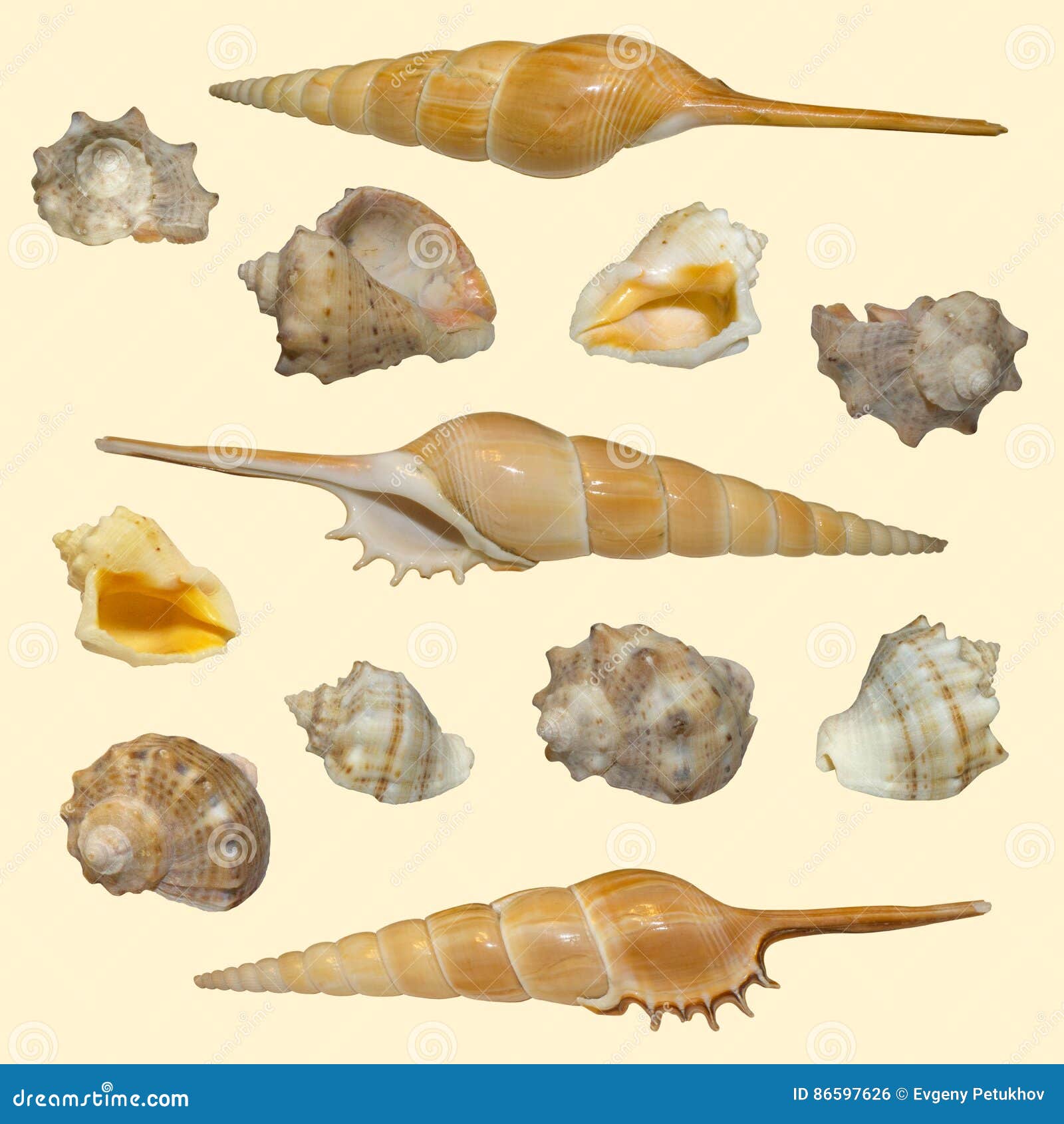 The Composition of Sea Shells and Seashells Stock Photo - Image of ...