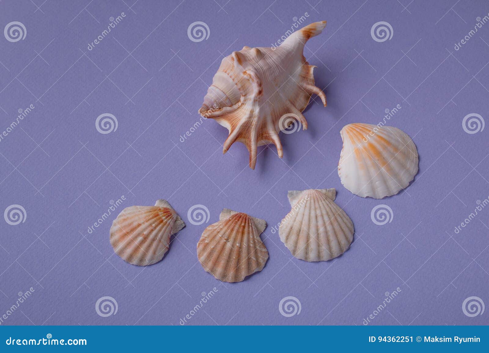 Composition of seashells stock image. Image of collection - 94362251