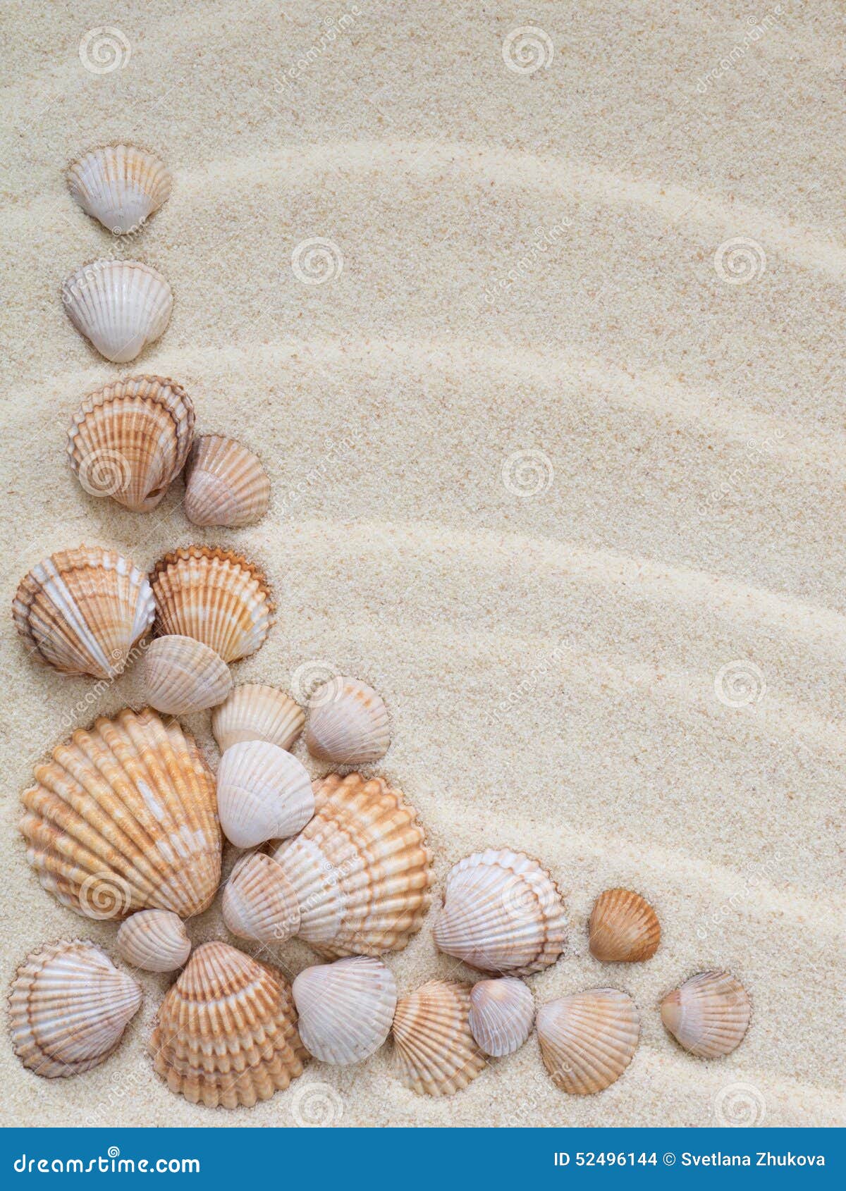 Composition of seashells stock photo. Image of sand, summer - 52496144