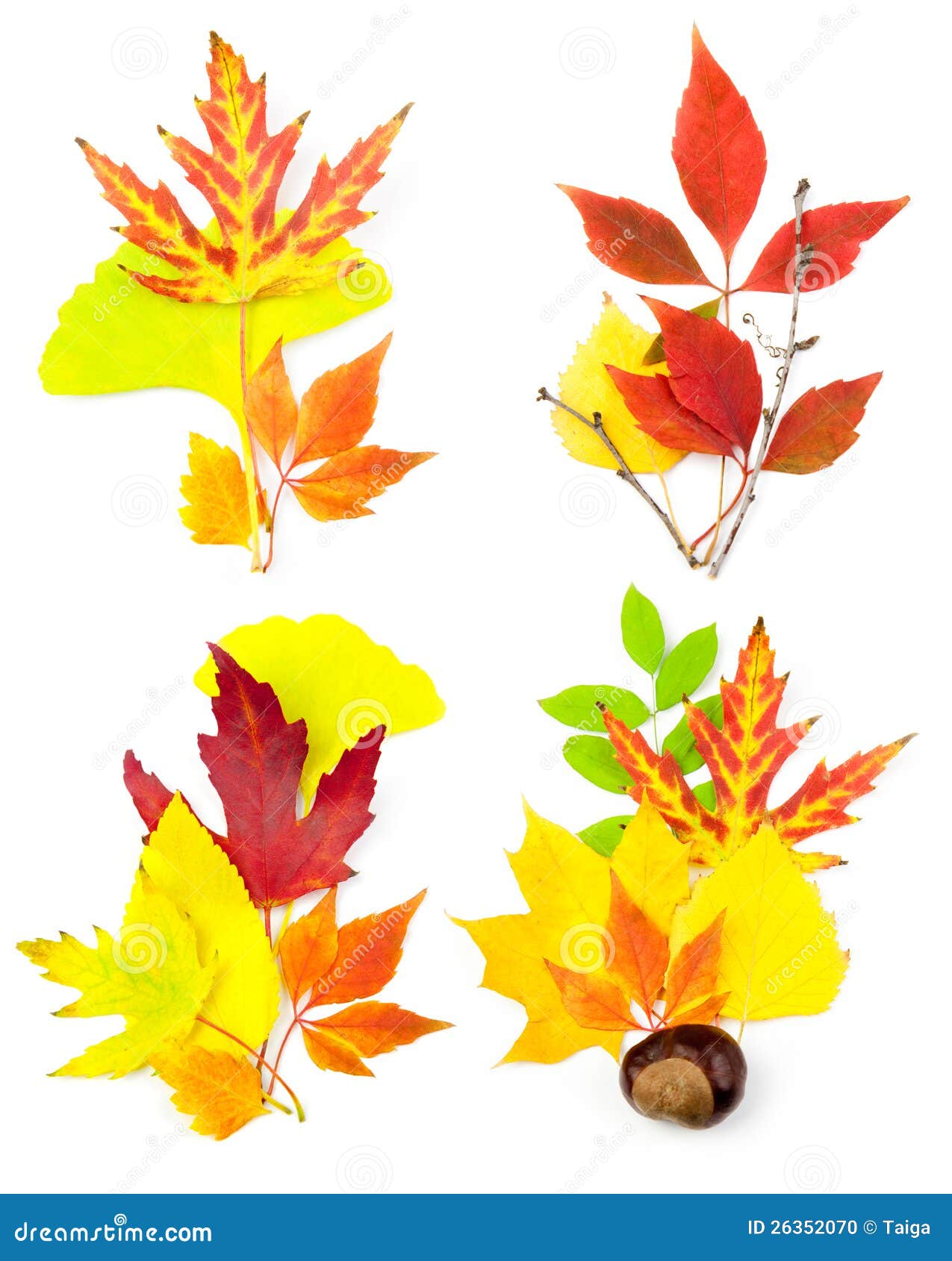 Composition Set of Different Autumn Leaves Stock Photo - Image of ...