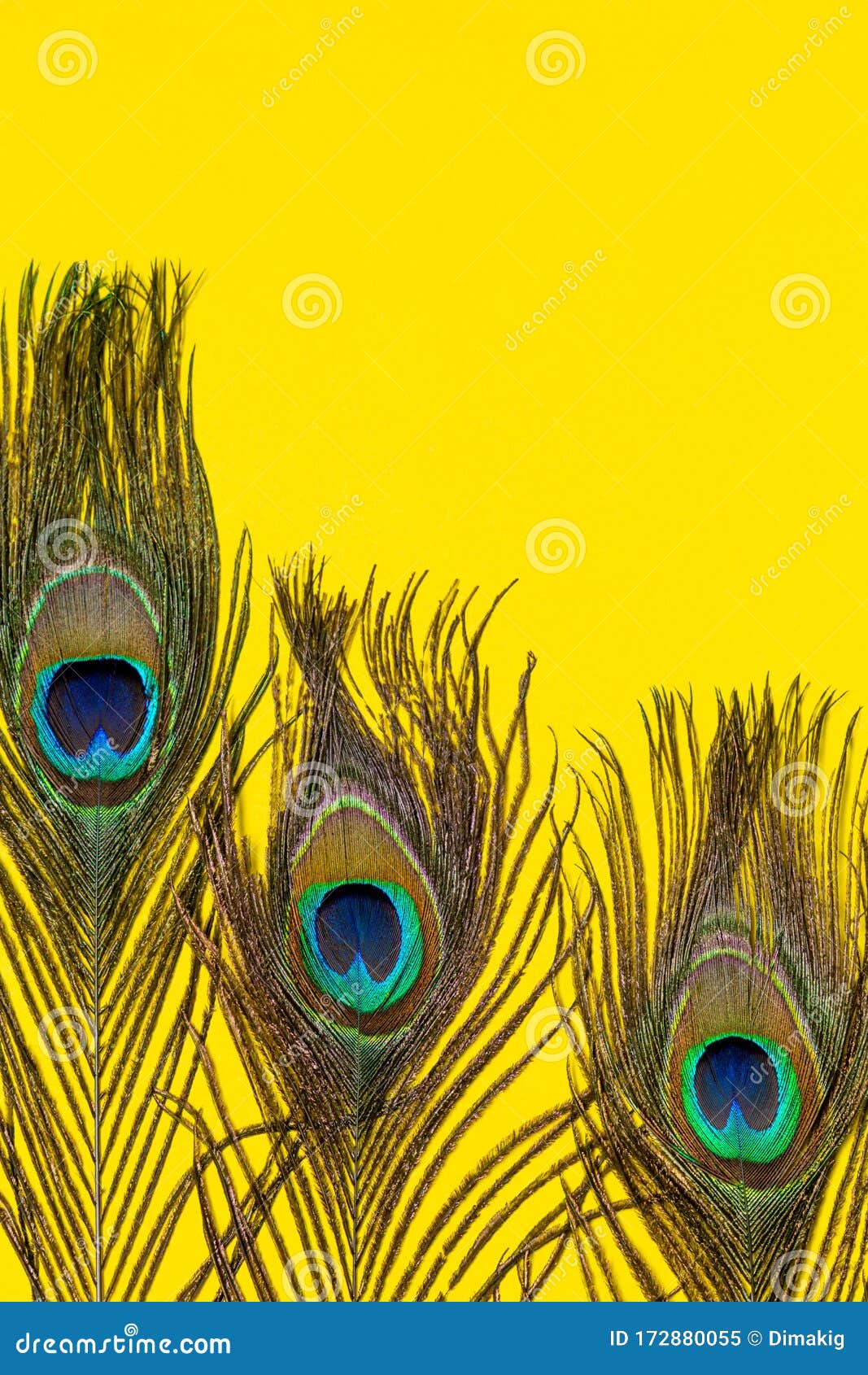Yellow Peacock Feathers
