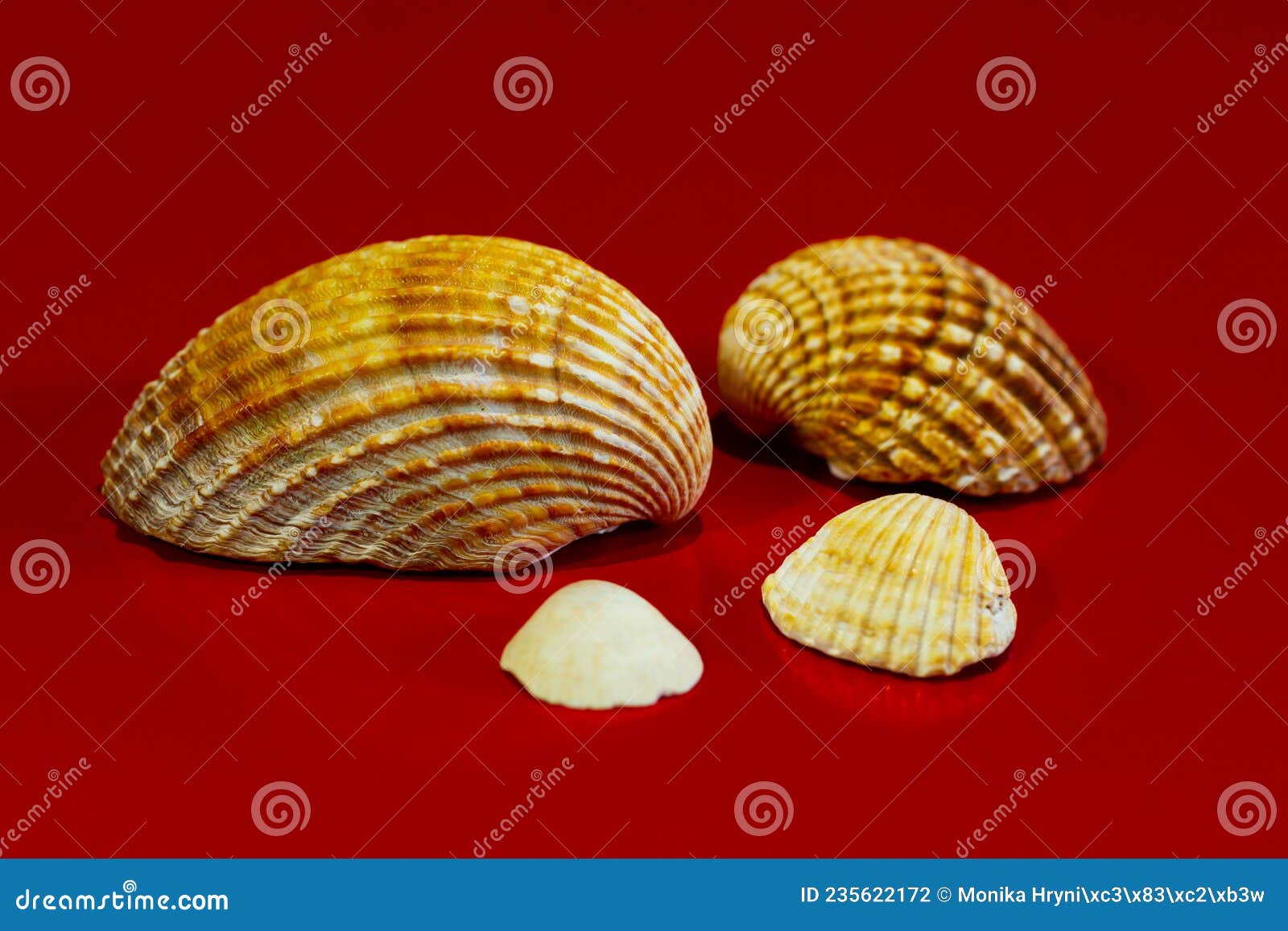 Sea Shells on Red Background Stock Photo - Image of design, pattern ...