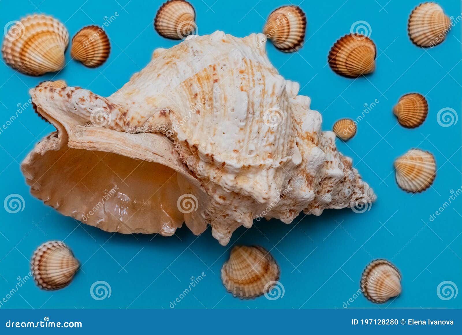 Composition of Shells on a Blurry Blue Background with Small Shells ...
