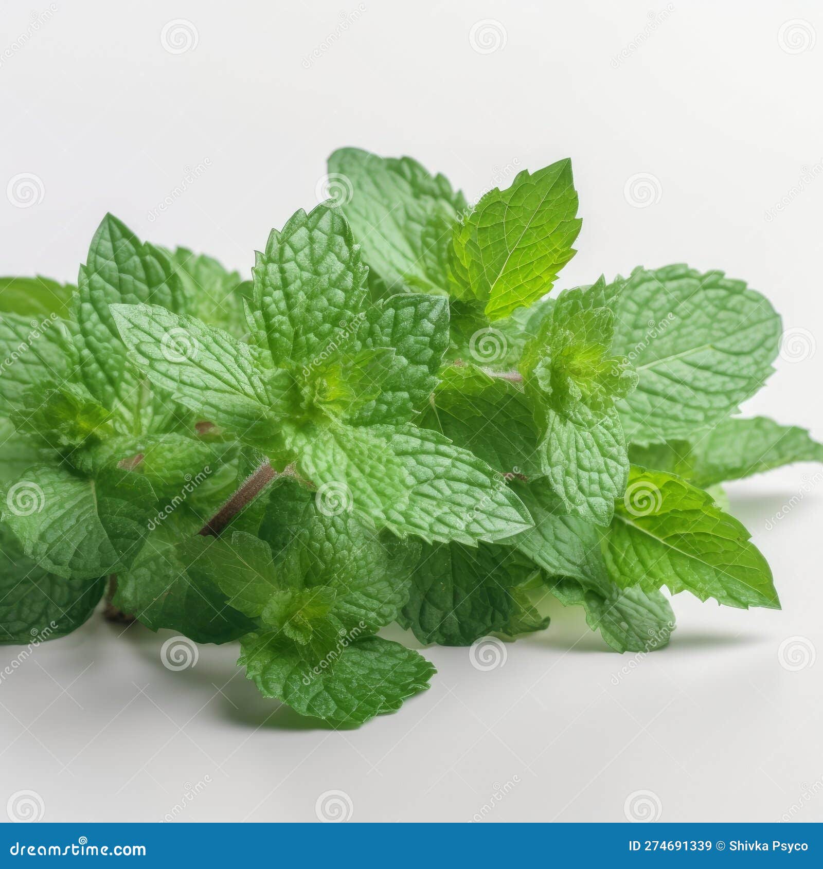 A Composition of a Single Fresh Mint Leaf Generative AI Stock ...