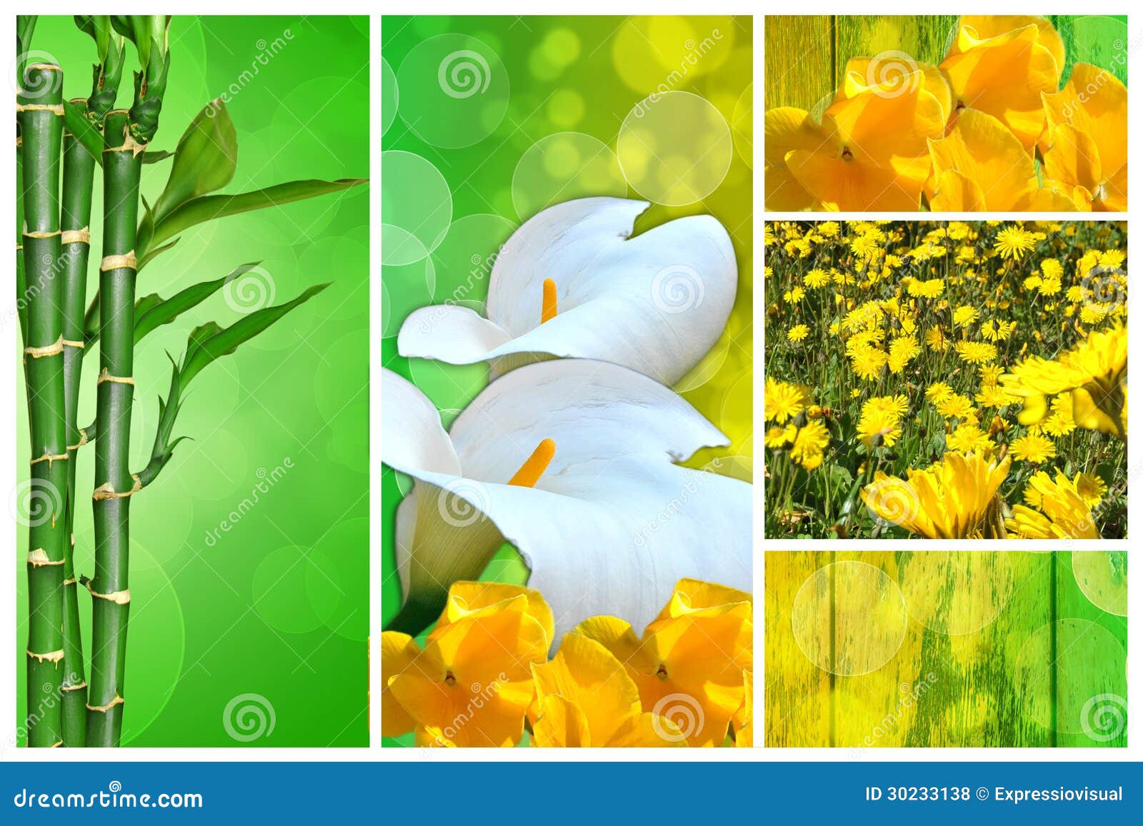 Composition of Spring and Ornamental Plants Stock Photo - Image of ...