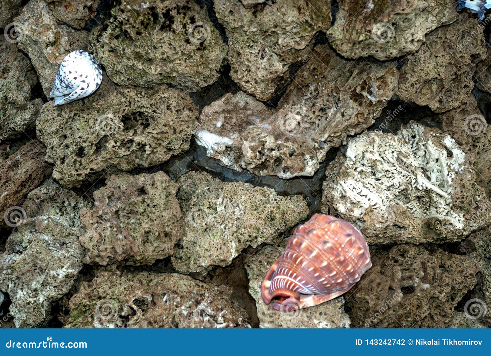 The Composition of Stones and Shells Stock Photo - Image of stone ...