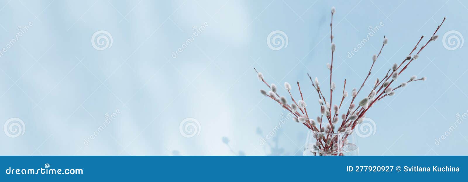 Fresh Willow Branches in Vase on Light Blue Background Stock Image ...