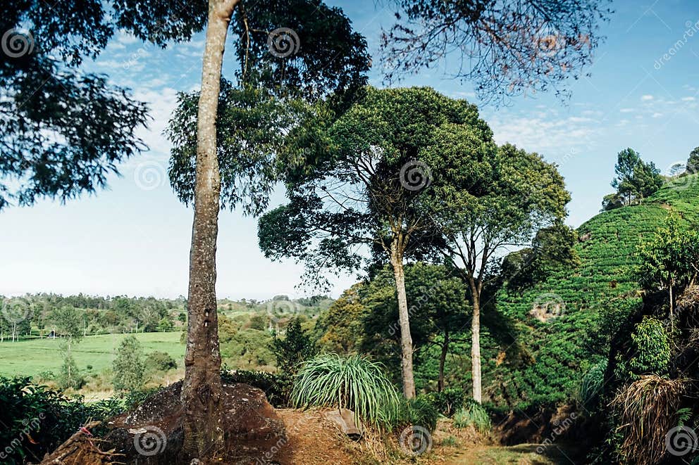 Composition of Tall Trees in Tea Plantation Stock Image - Image of east ...