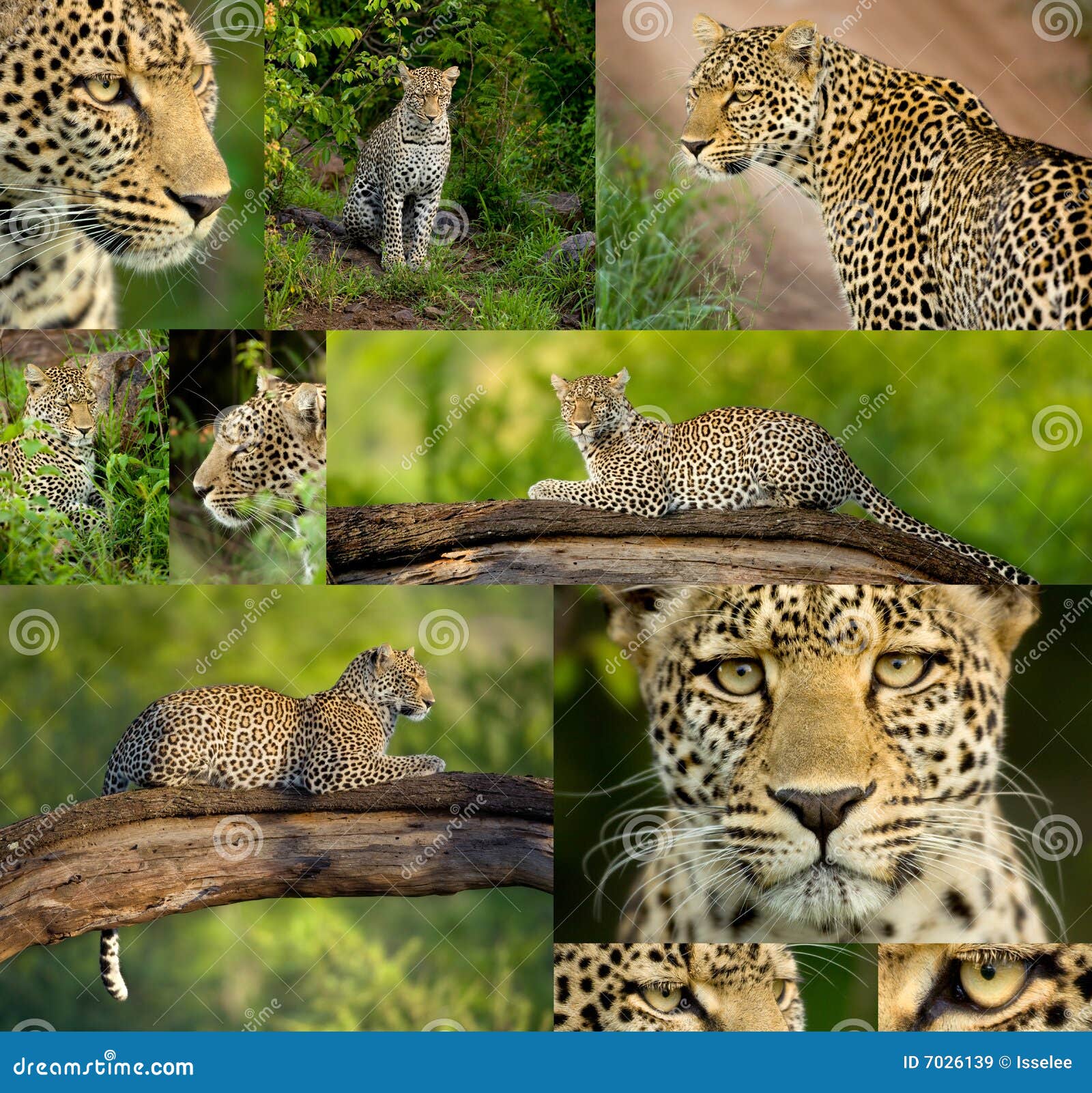 Composition of Ten Photos of a Leopard in the Sere Stock Image - Image ...