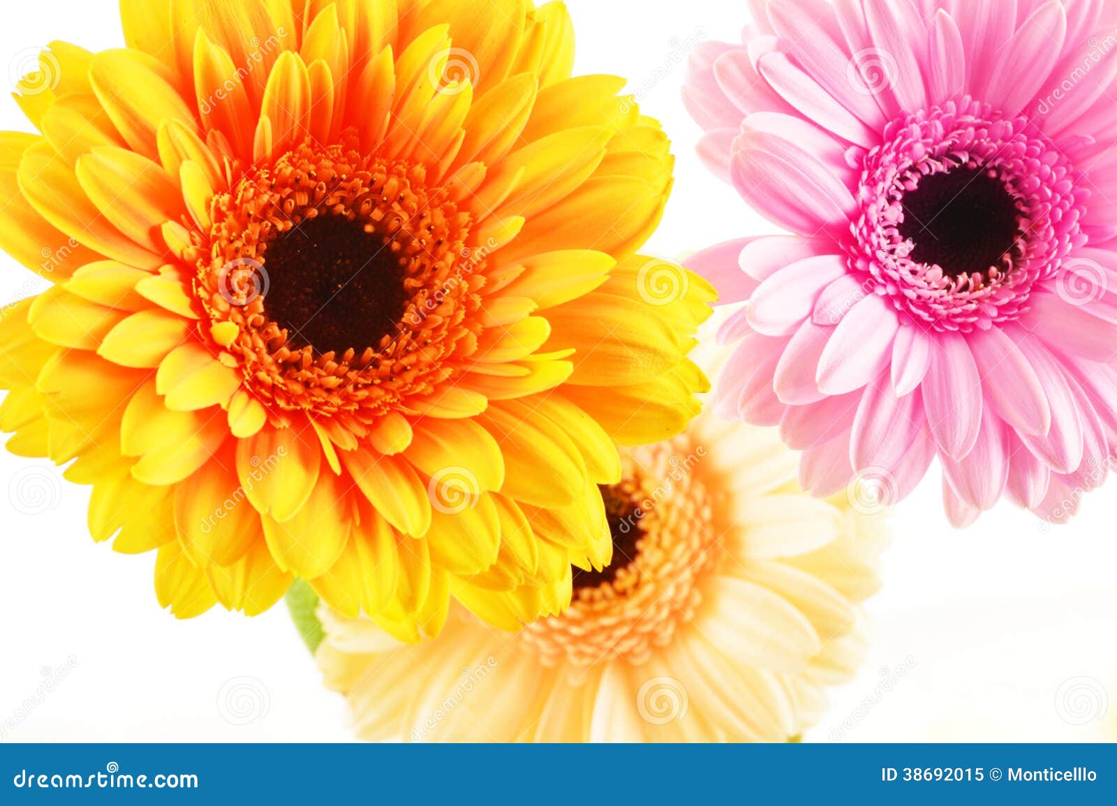 Composition with Three Gerberas Isolated on White Stock Image - Image ...