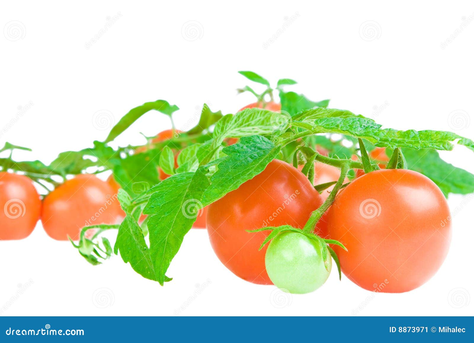 Composition of Tomato and Leaves of Tomato Stock Image - Image of fruit ...