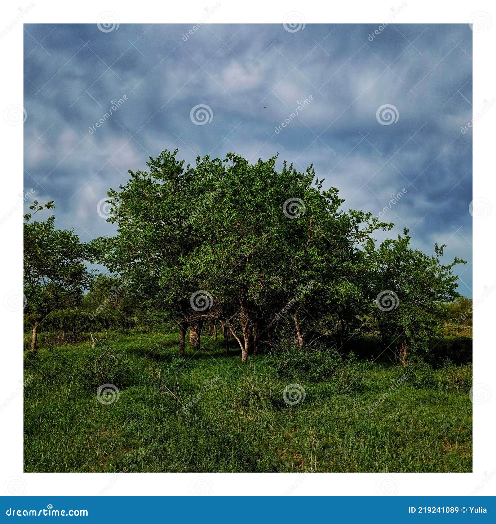 Composition of trees stock image. Image of grassland - 219241089