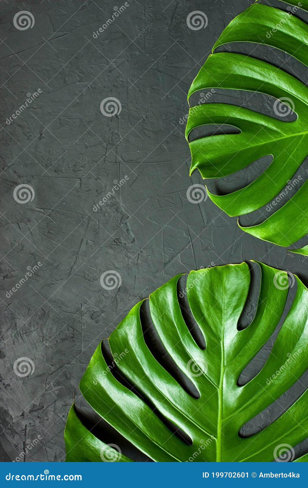 Composition with Tropical Leaves Monstera Stock Image - Image of ...