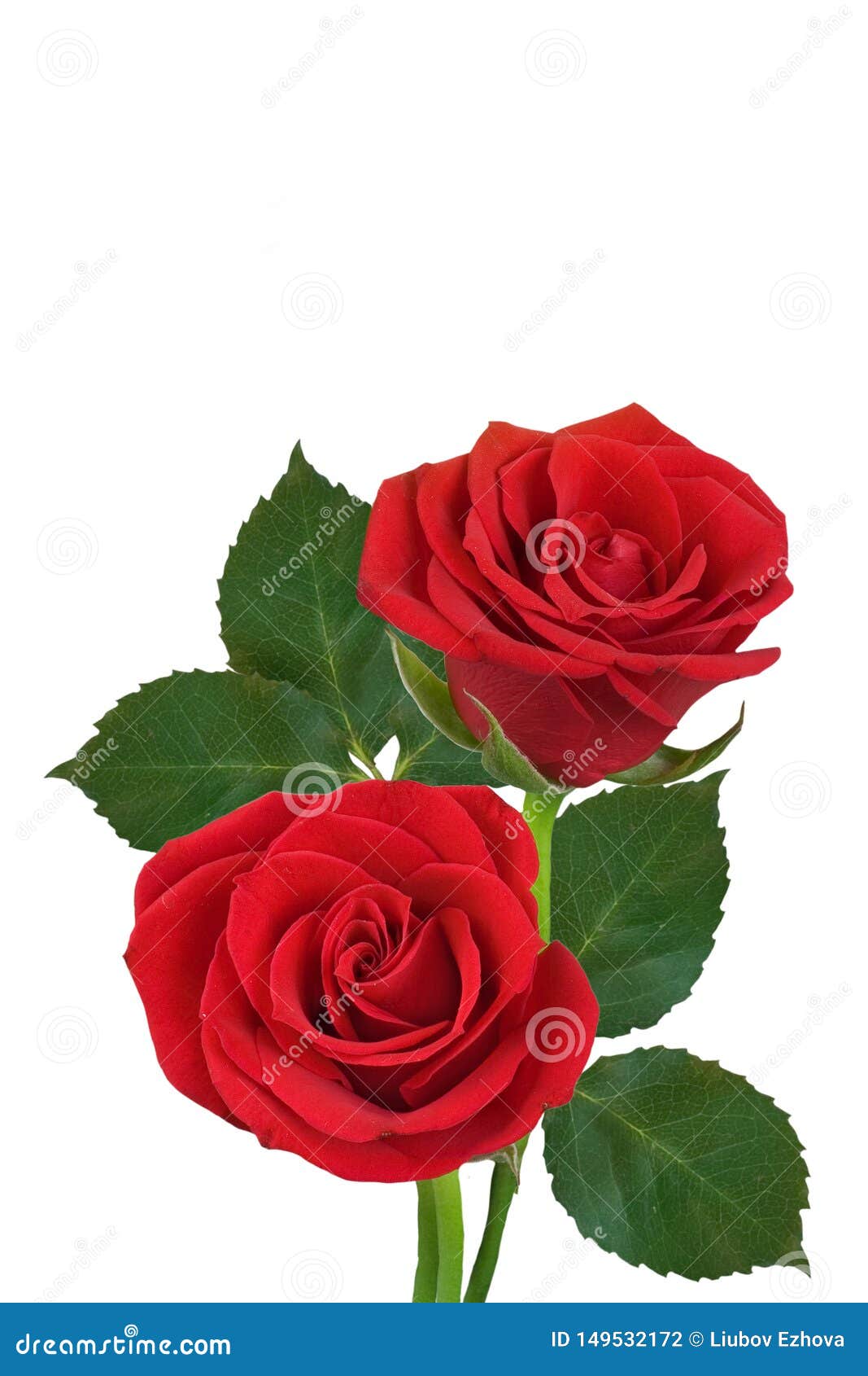 Two Red Roses Images