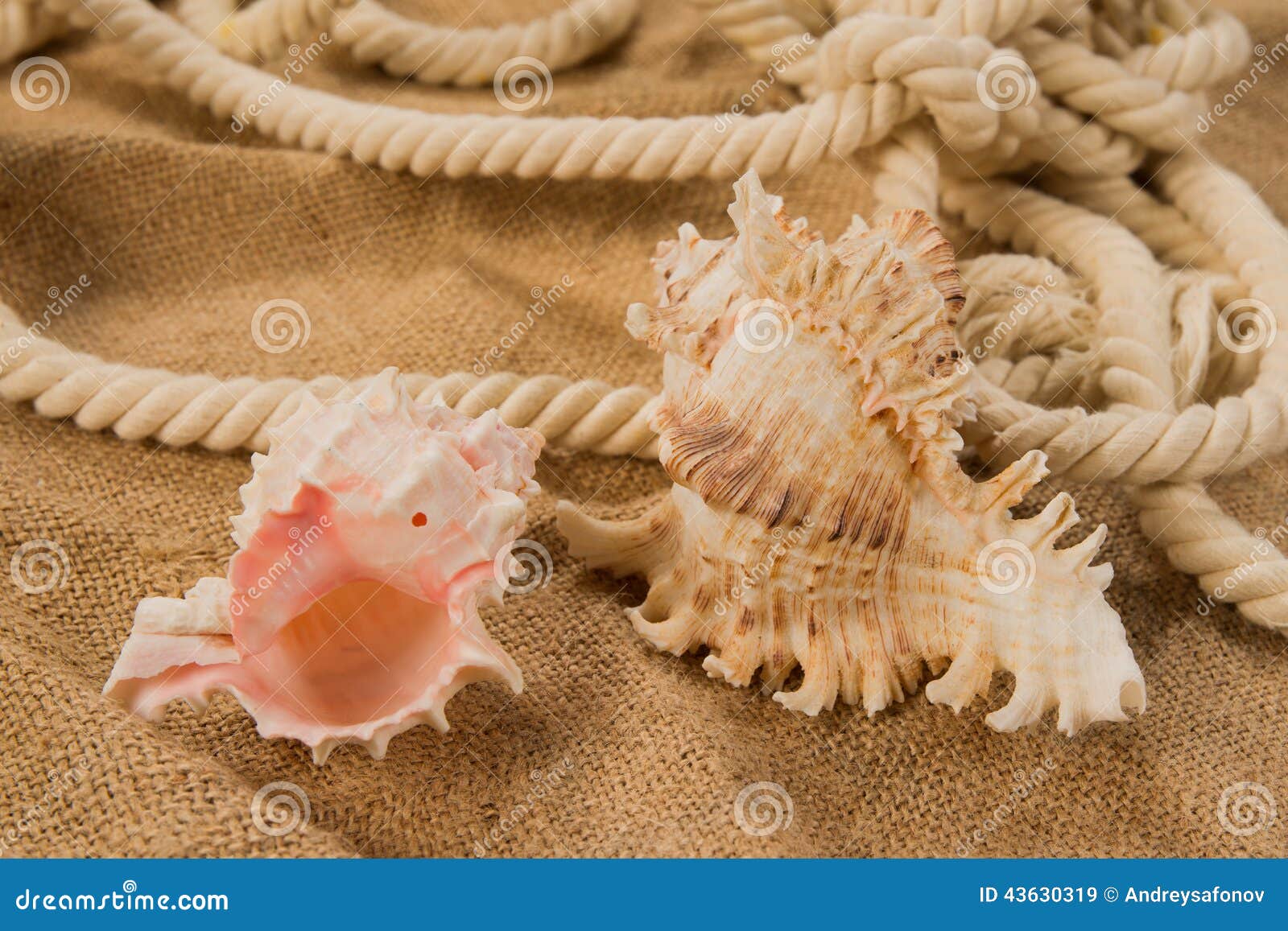 Composition with Two Shells, Sea Node Stock Image - Image of daylight ...