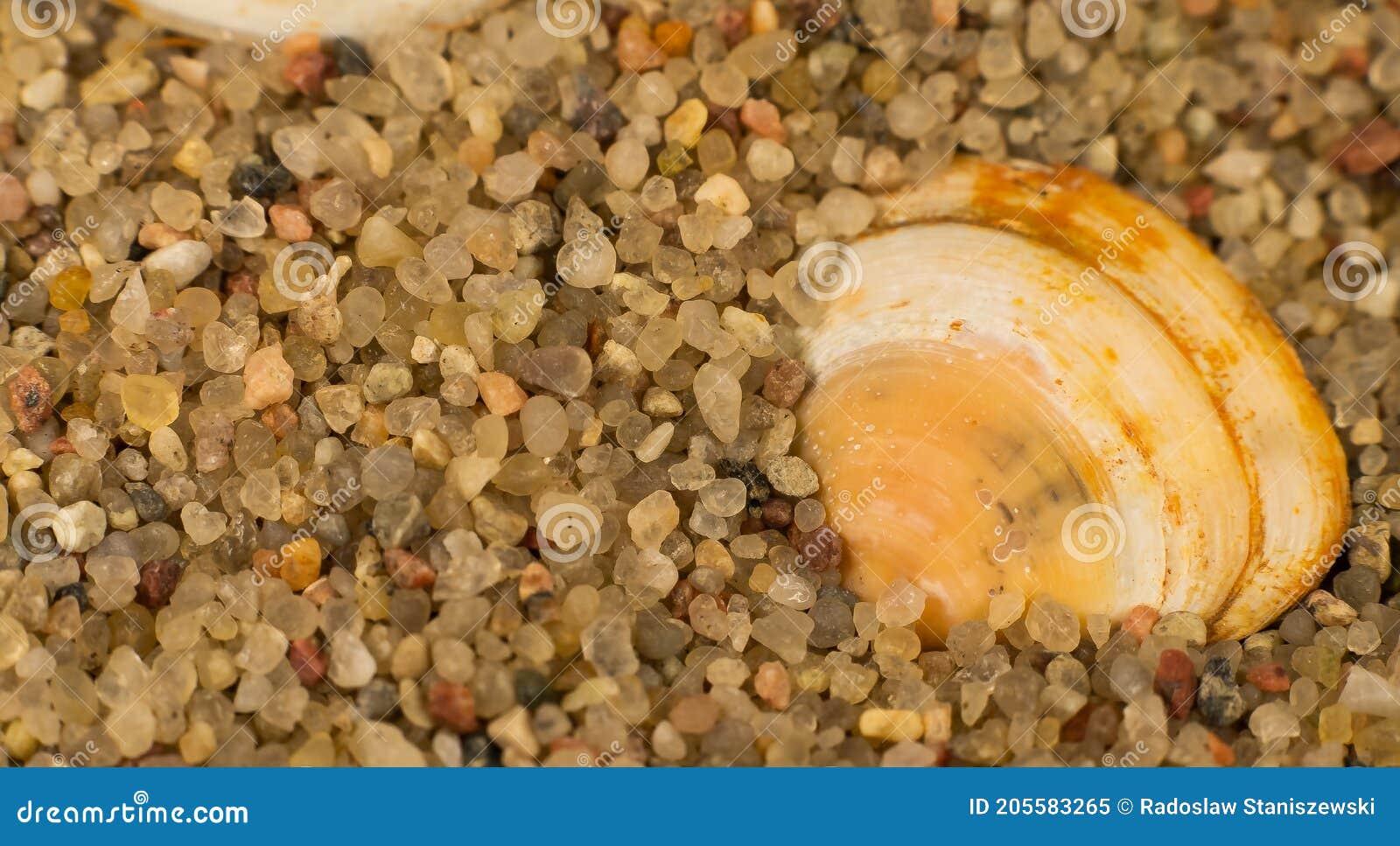 A Composition of Sea Shells and Pebbles on the Sand Stock Image - Image ...