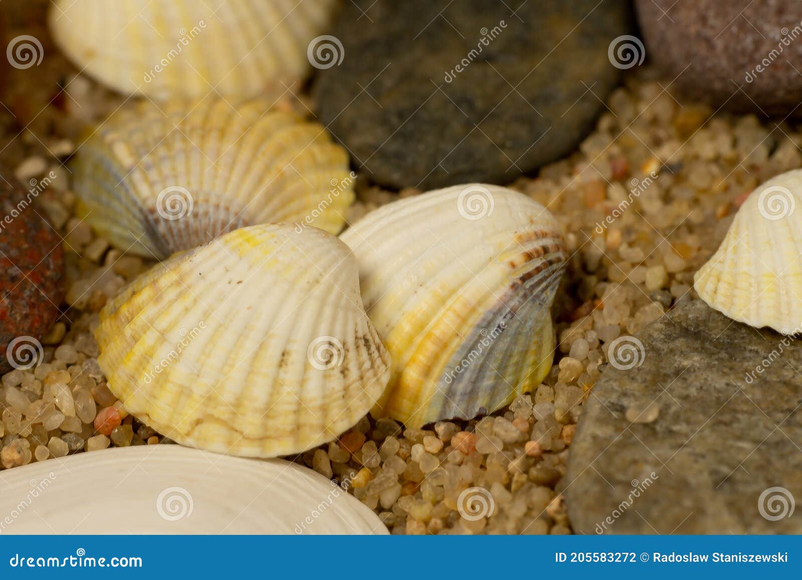A Composition of Sea Shells and Pebbles on the Sand Stock Photo - Image ...