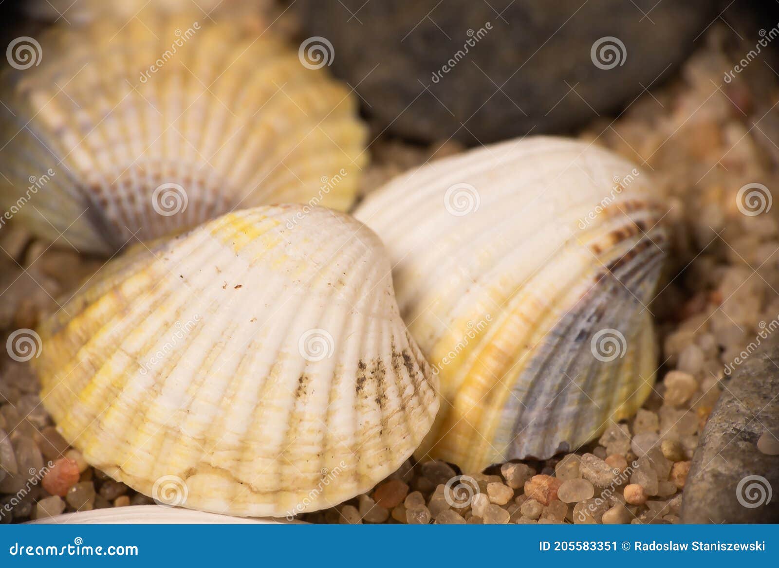 A Composition of Sea Shells and Pebbles on the Sand Stock Image - Image ...