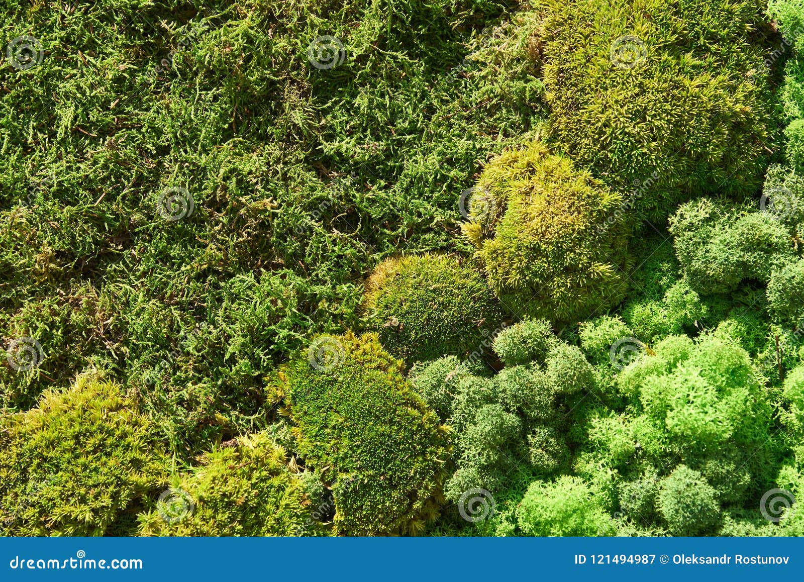 Composition of Various Types of Moss Stock Image - Image of background ...